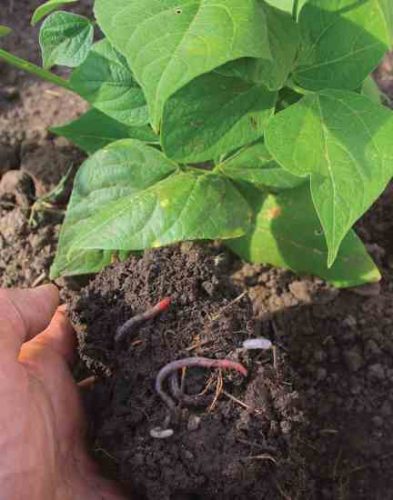 Using Earthworms to Improve Soil - Grit